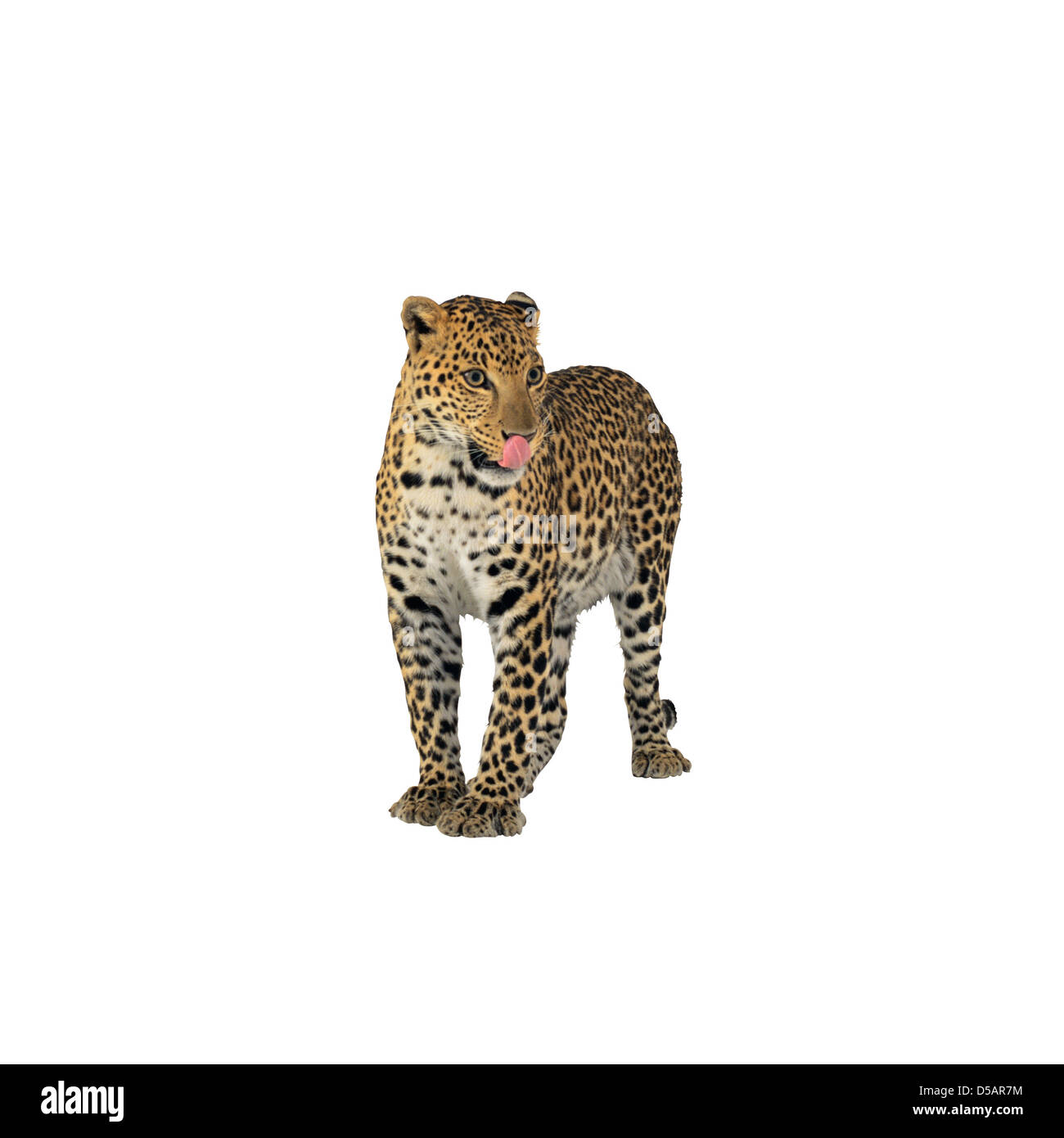 See leopard Cut Out Stock Images & Pictures - Alamy