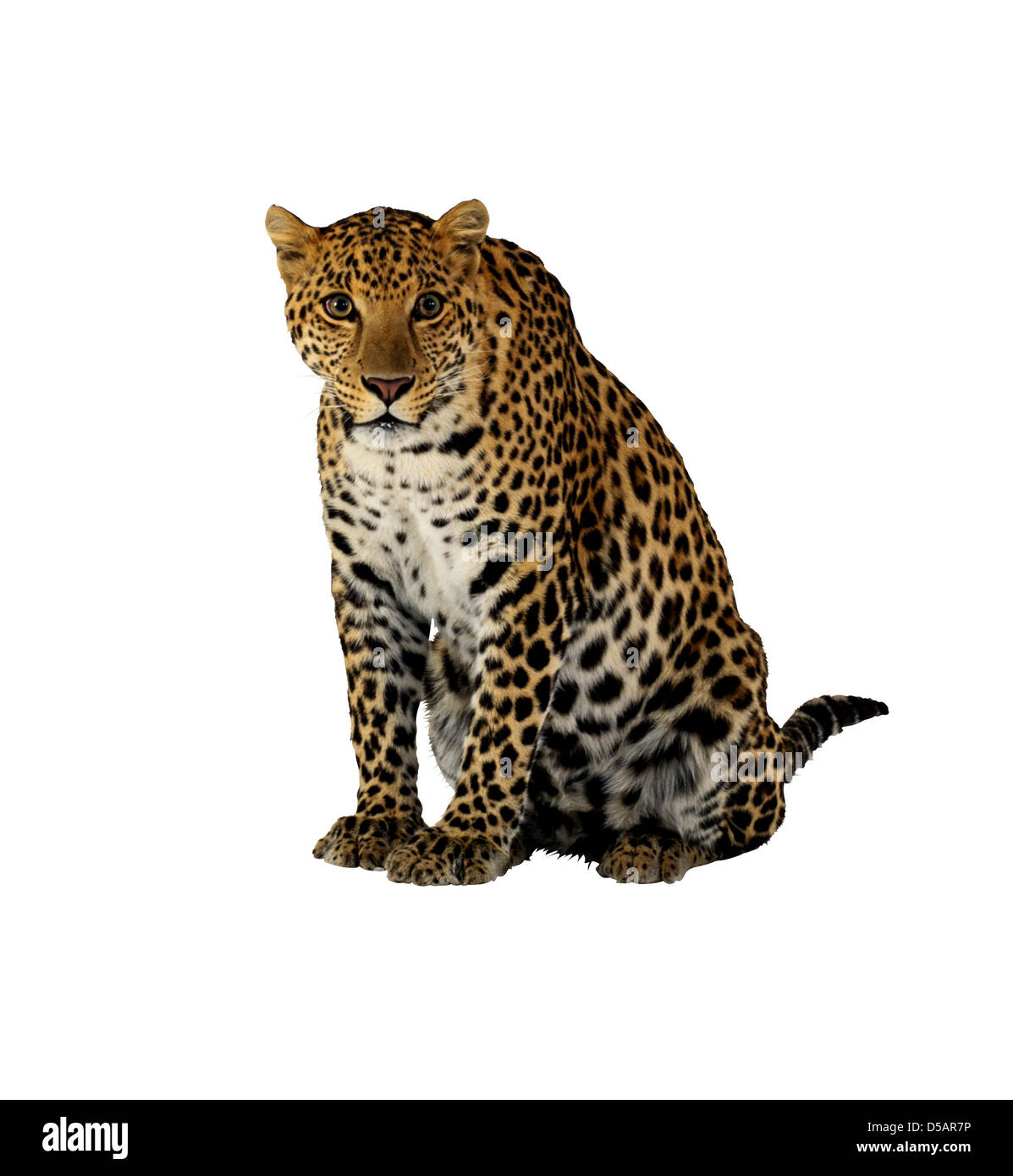 See leopard Cut Out Stock Images & Pictures - Alamy
