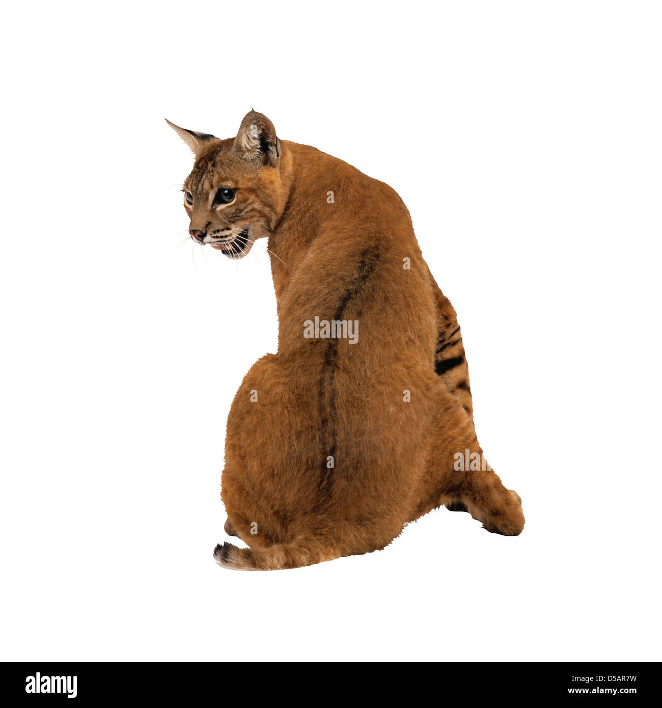 lynx on white background Stock Photo - Alamy