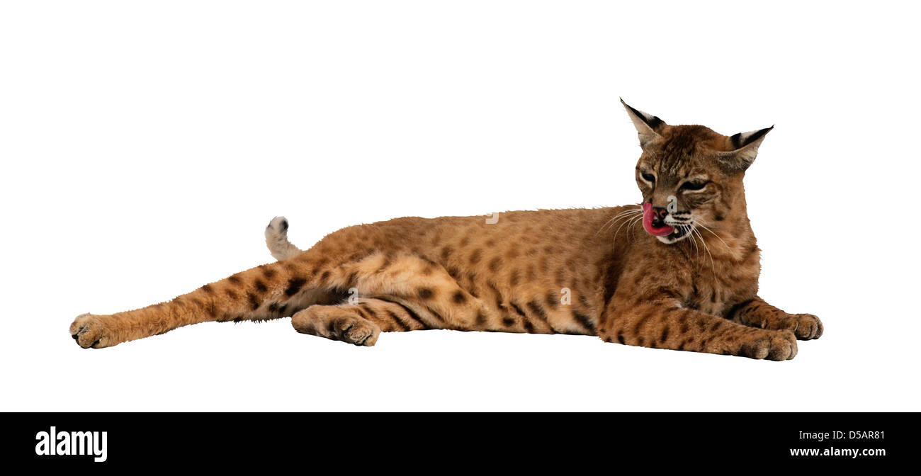 lynx on a white background Stock Photo - Alamy