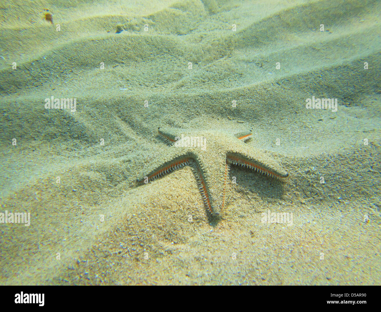 underwater scenery with marine life in Greece Stock Photo - Alamy