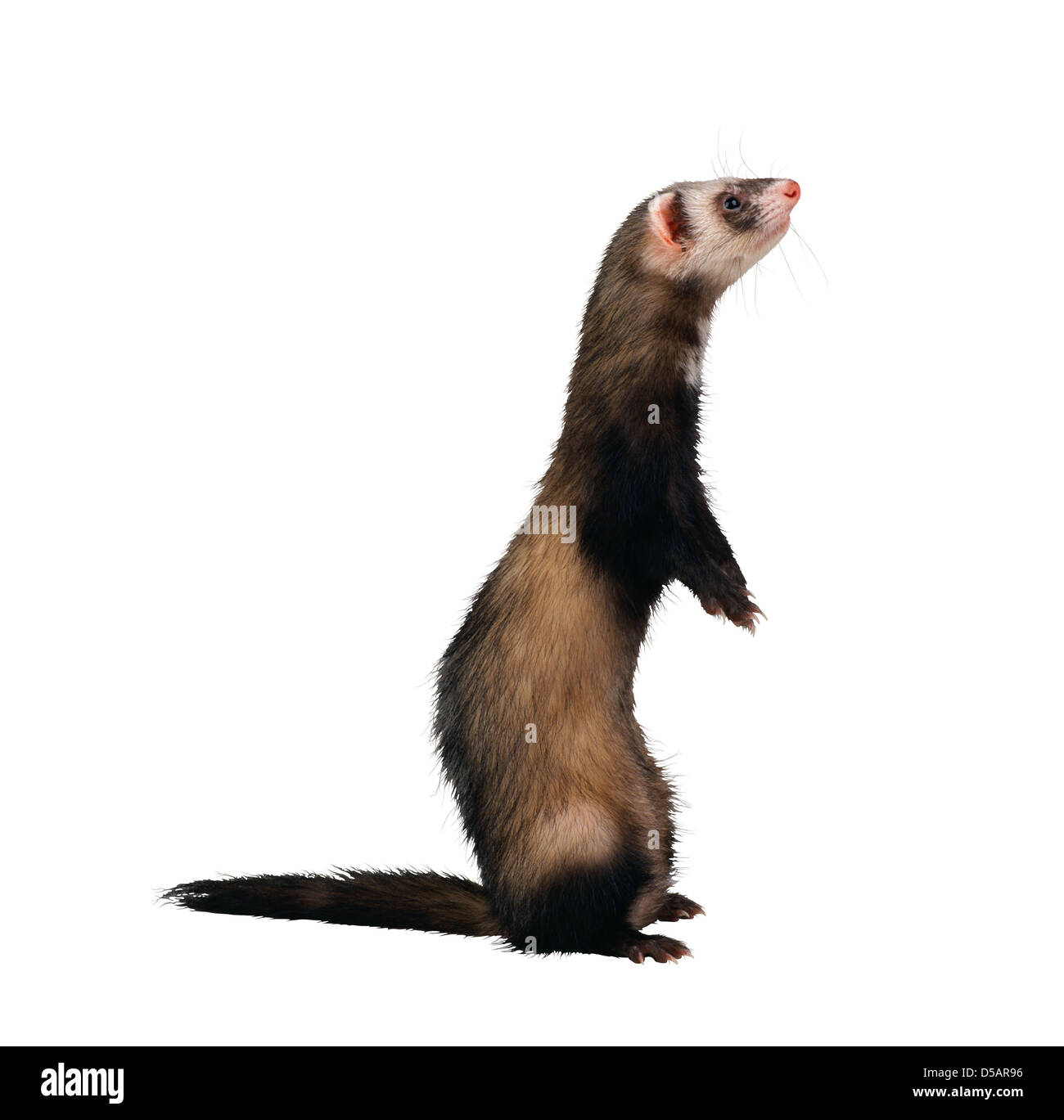 Gopher on white background Stock Photo - Alamy