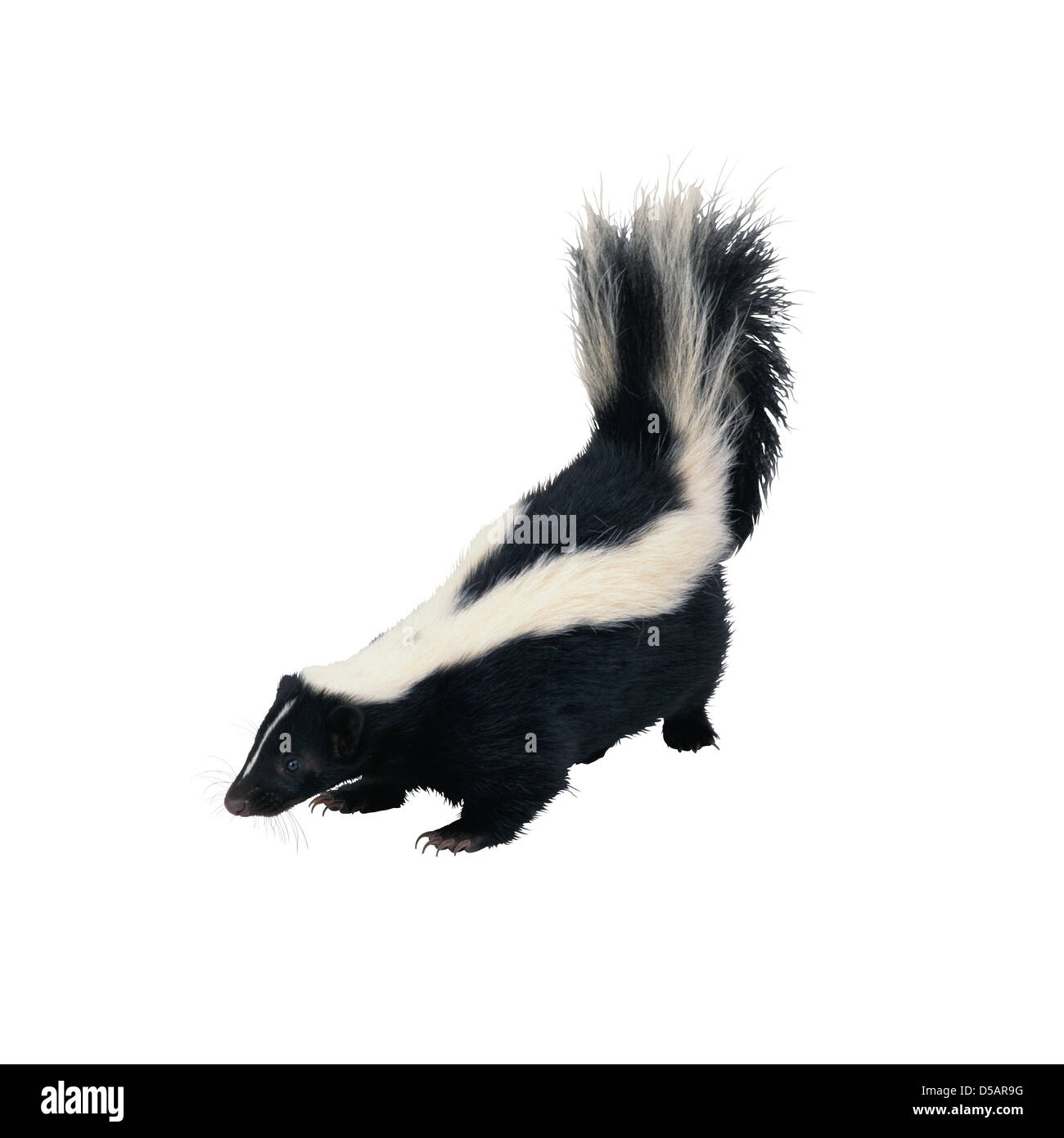 Skunk animal Cut Out Stock Images & Pictures - Alamy