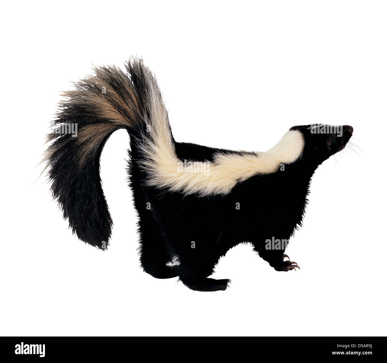 Skunk animal Cut Out Stock Images & Pictures - Alamy