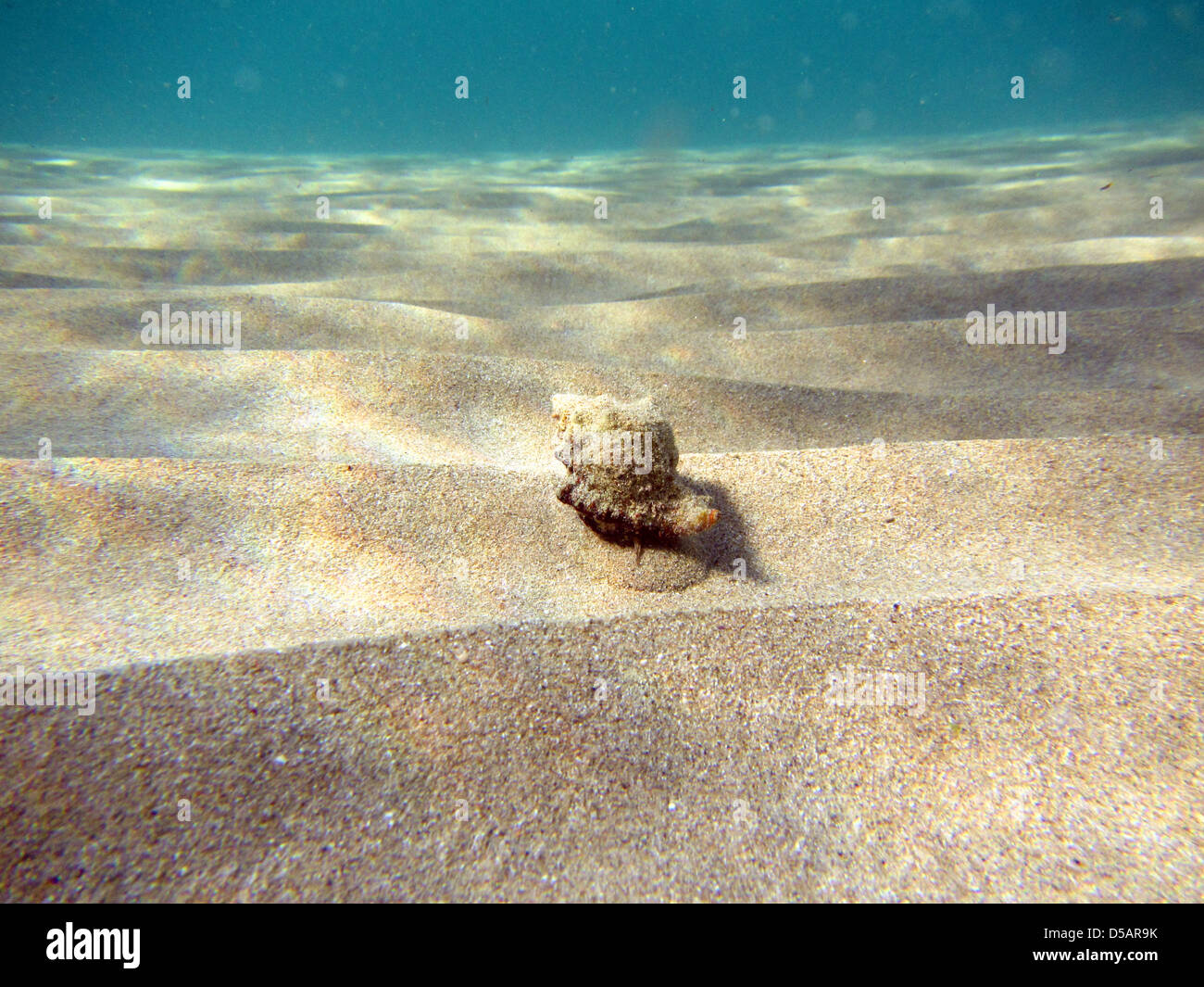 underwater scenery with marine life in Greece Stock Photo - Alamy