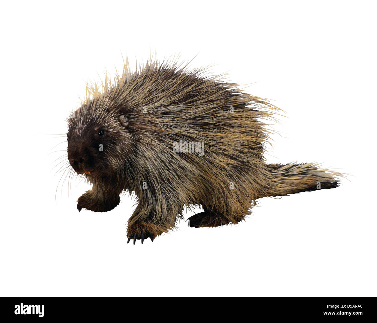Black muskrat hi-res stock photography and images - Alamy
