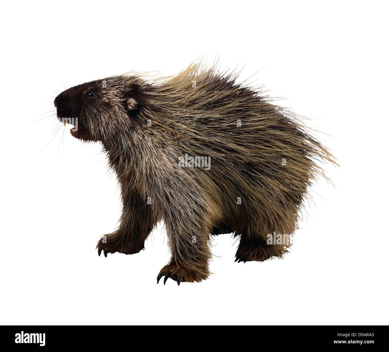 Black muskrat hi-res stock photography and images - Alamy
