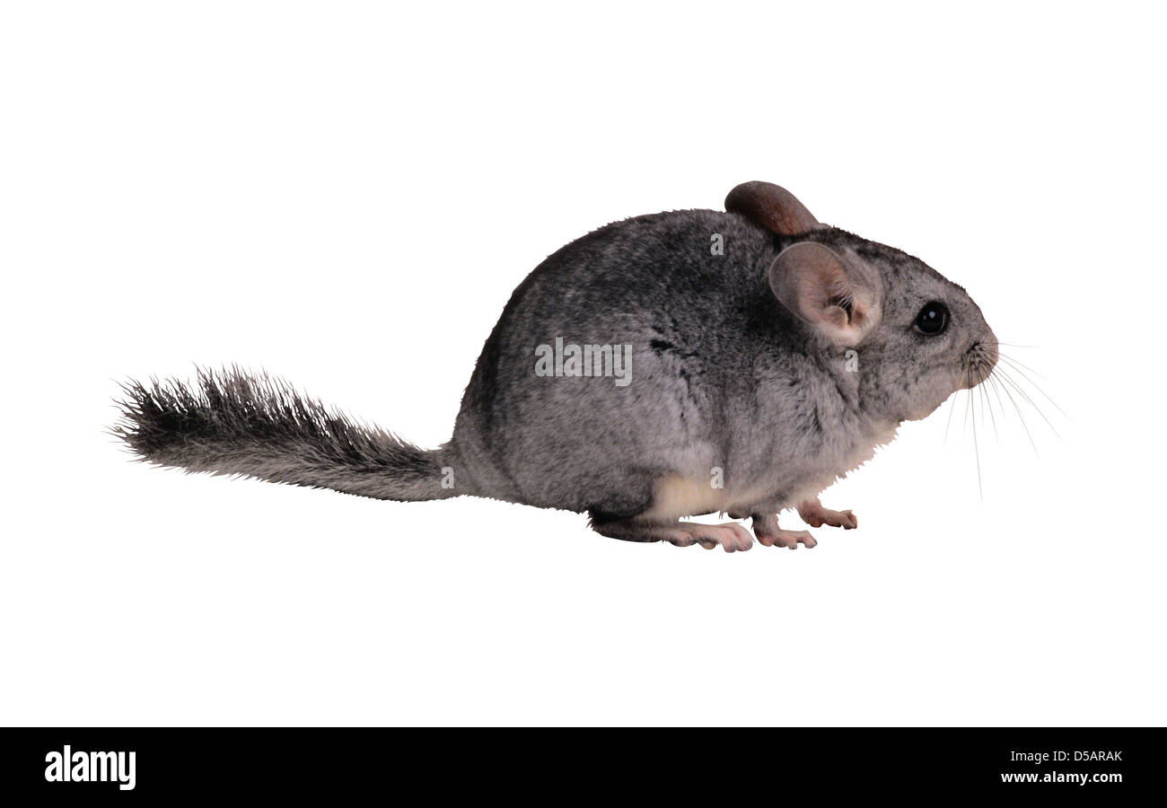Mouse by tail Cut Out Stock Images & Pictures - Alamy
