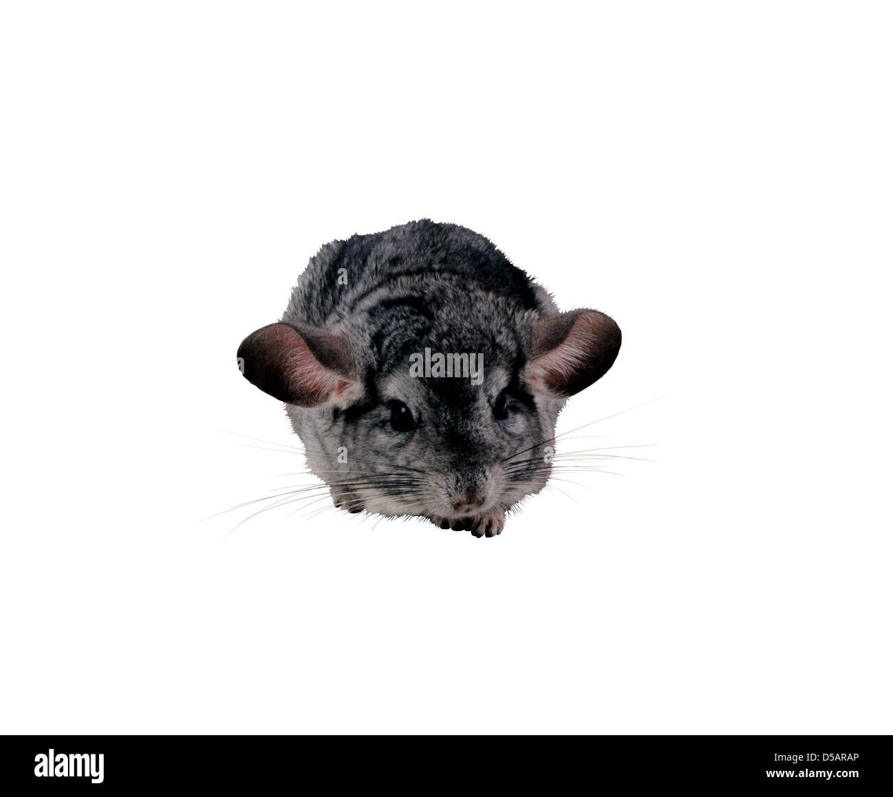 Rodent nose tail mouse hi-res stock photography and images - Alamy