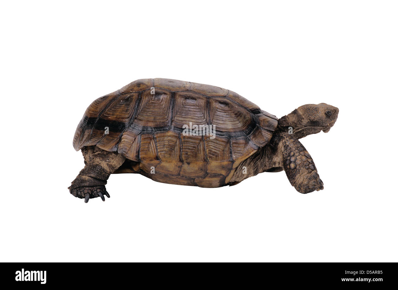 Turtle walk Cut Out Stock Images & Pictures - Alamy