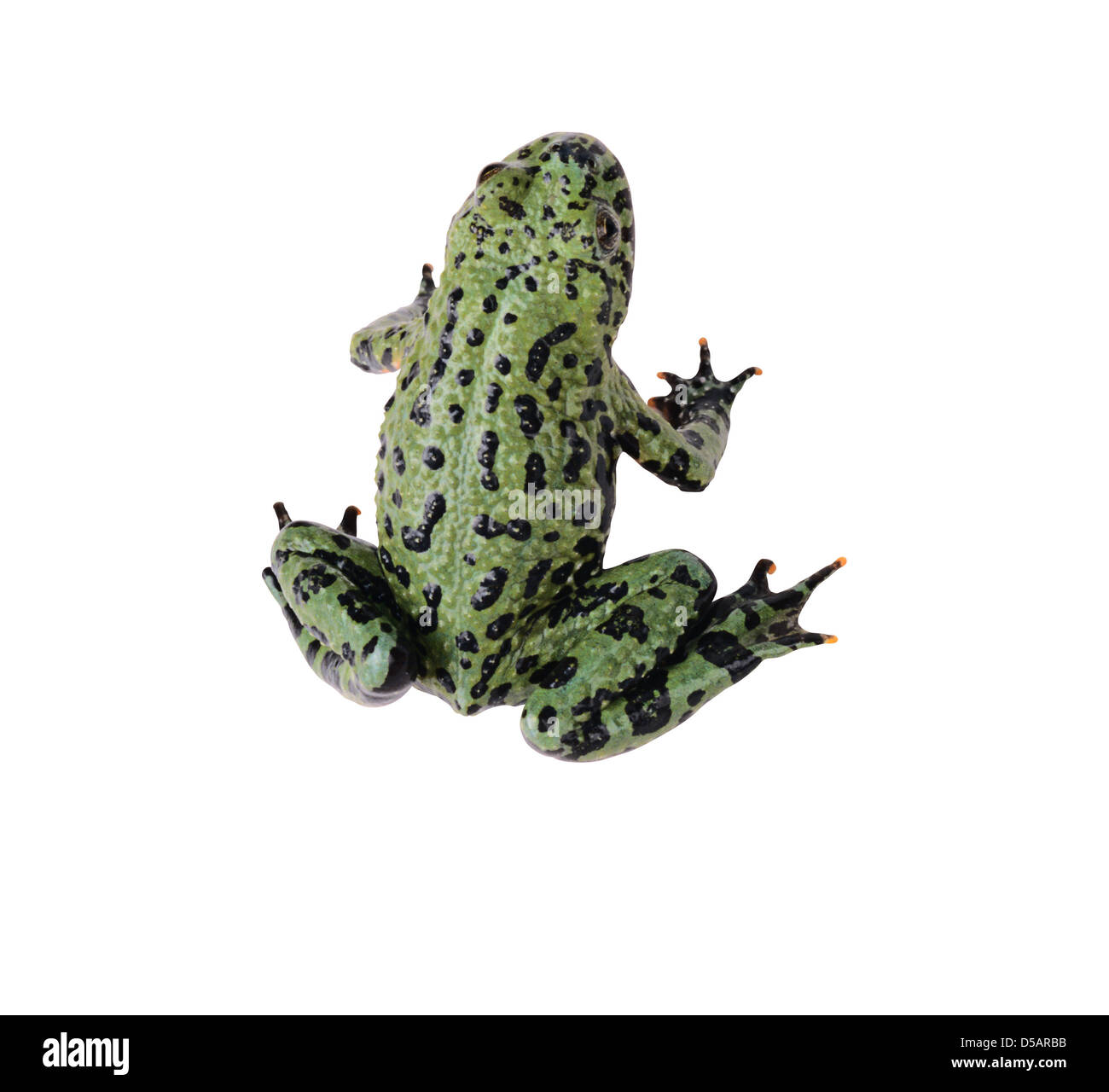 Toad eater hi-res stock photography and images - Alamy