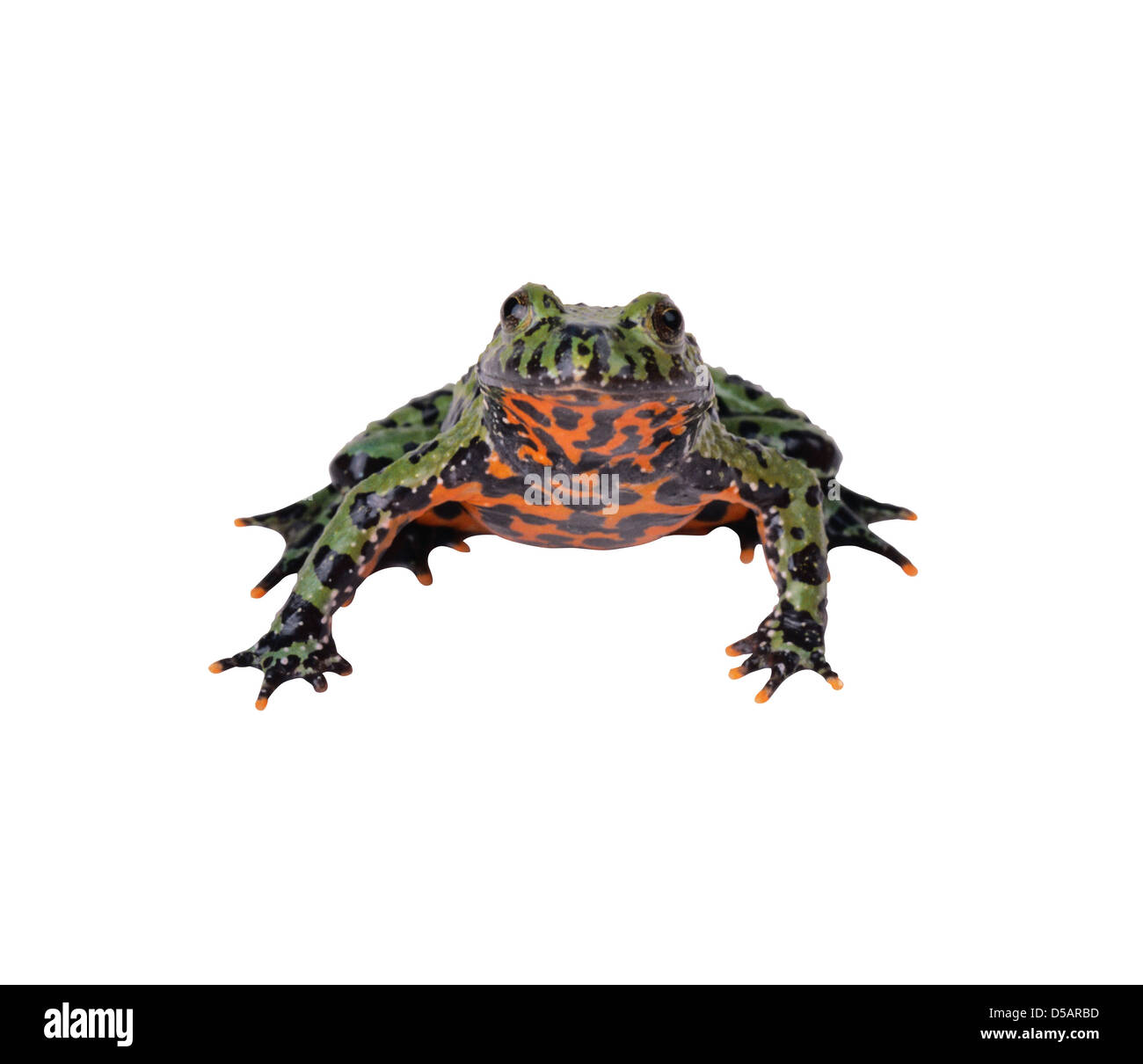 Frog position hi-res stock photography and images - Alamy