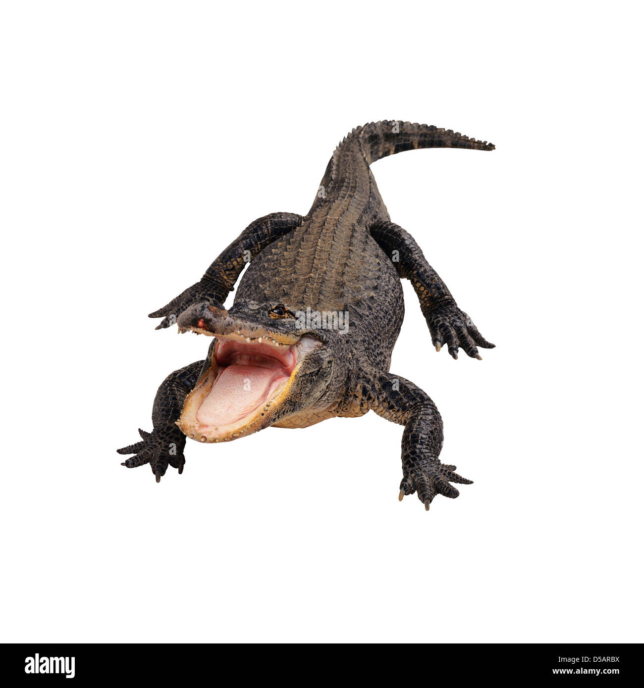 Crocodile isolated on white Stock Photo - Alamy