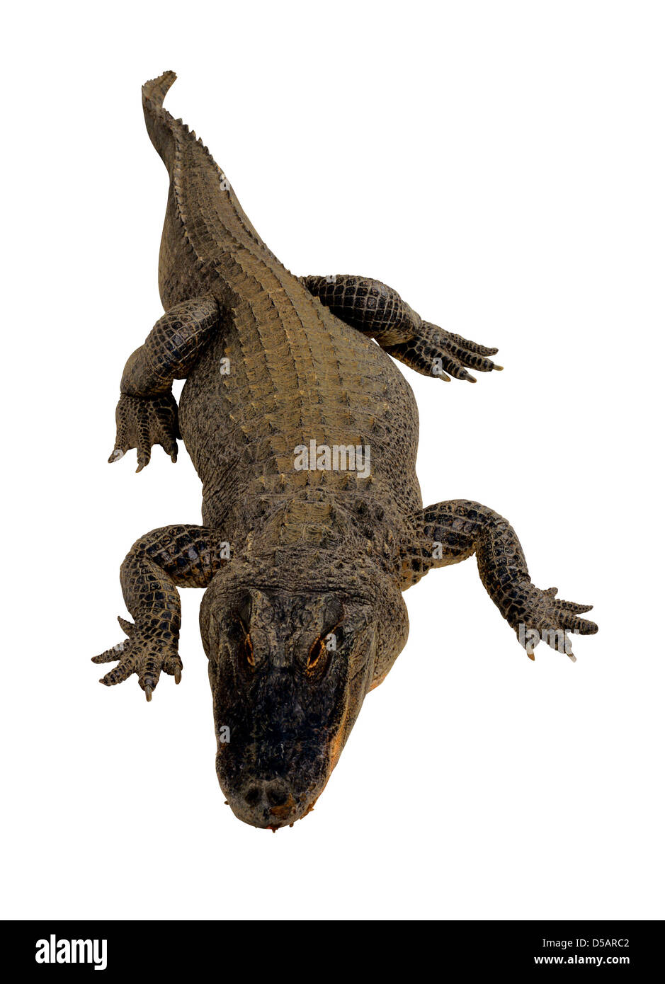 Crocodile isolated on white Stock Photo - Alamy