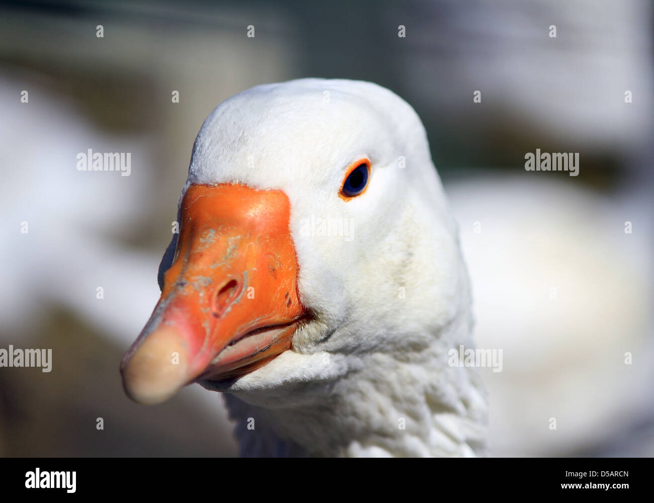 a white goose head close up Stock Photo - Alamy