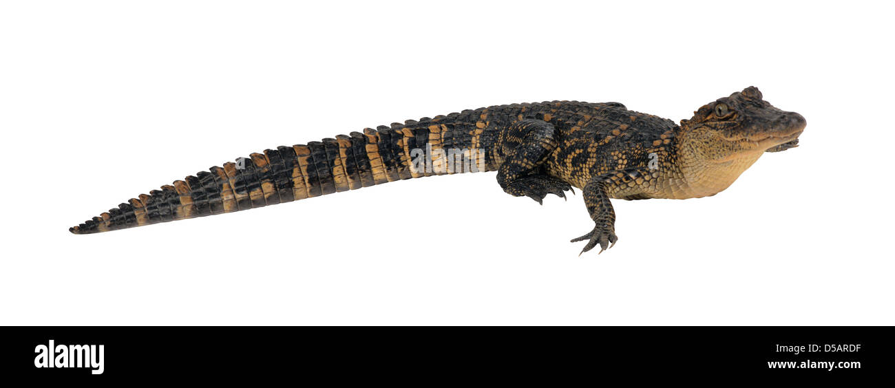 Crocodile isolated on white Stock Photo - Alamy