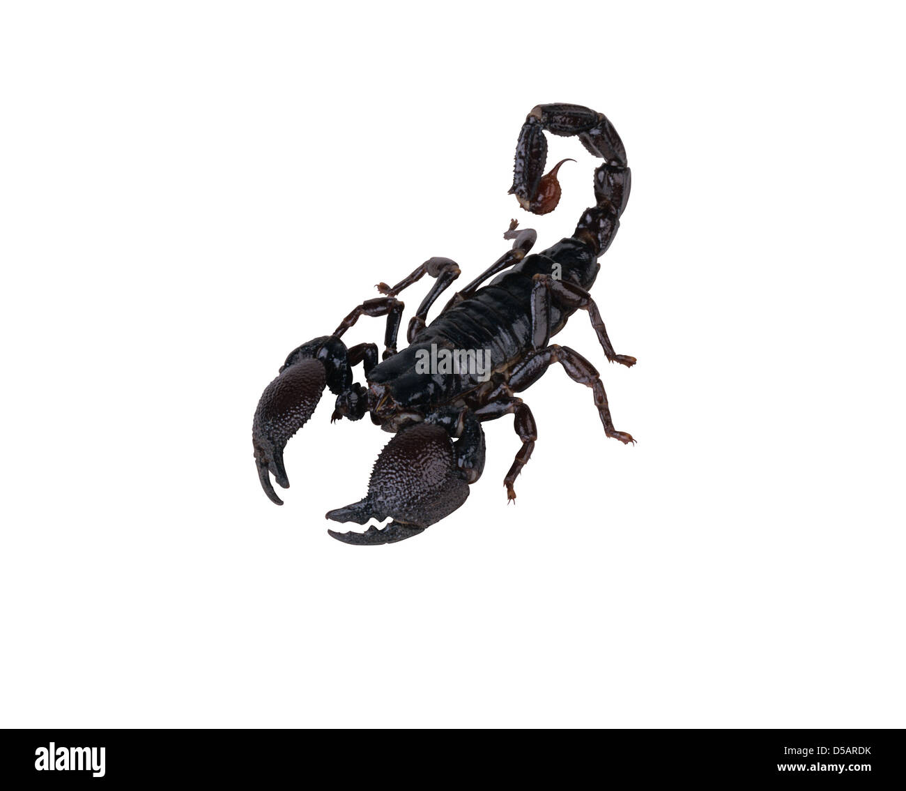 Zodiac scorpion hi-res stock photography and images - Alamy