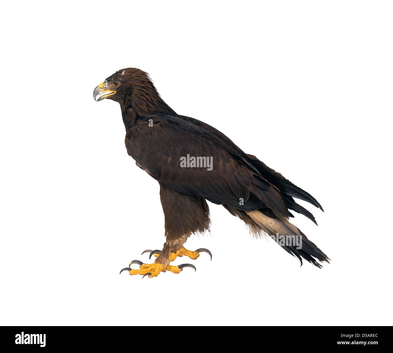 Golden eagle view Cut Out Stock Images & Pictures - Alamy
