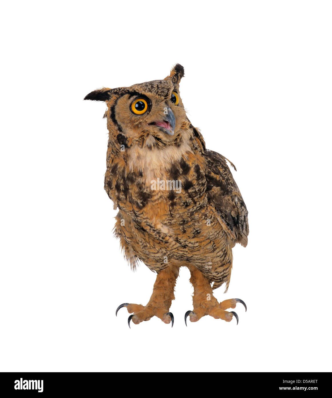Owl feathers cutout hi-res stock photography and images - Alamy