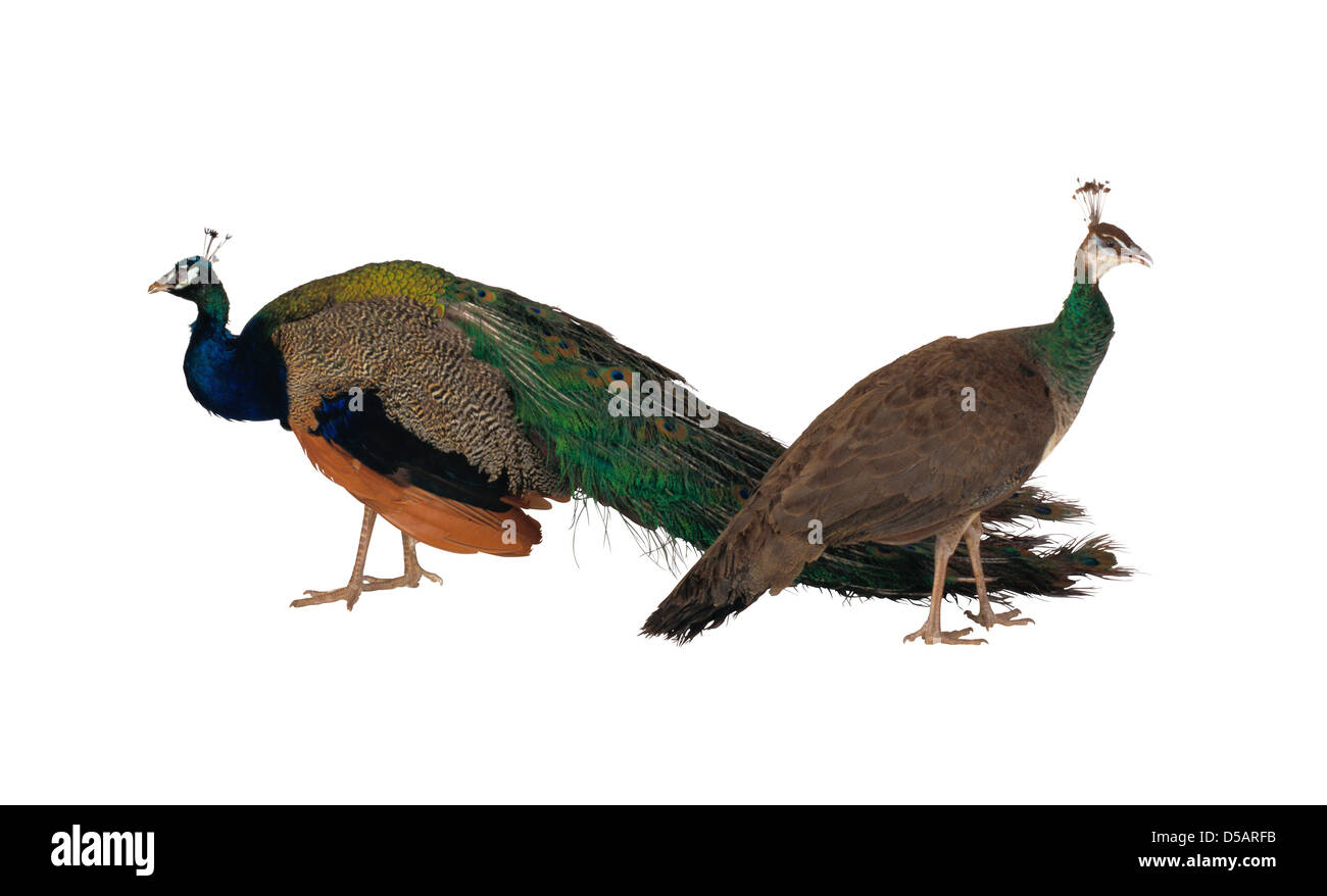 Close up male peacock Cut Out Stock Images & Pictures - Alamy