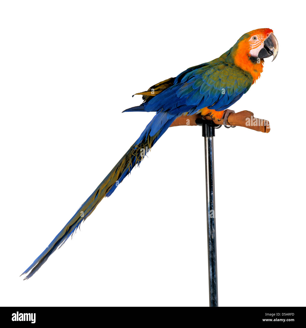 Bird of the parrot family hi-res stock photography and images - Alamy