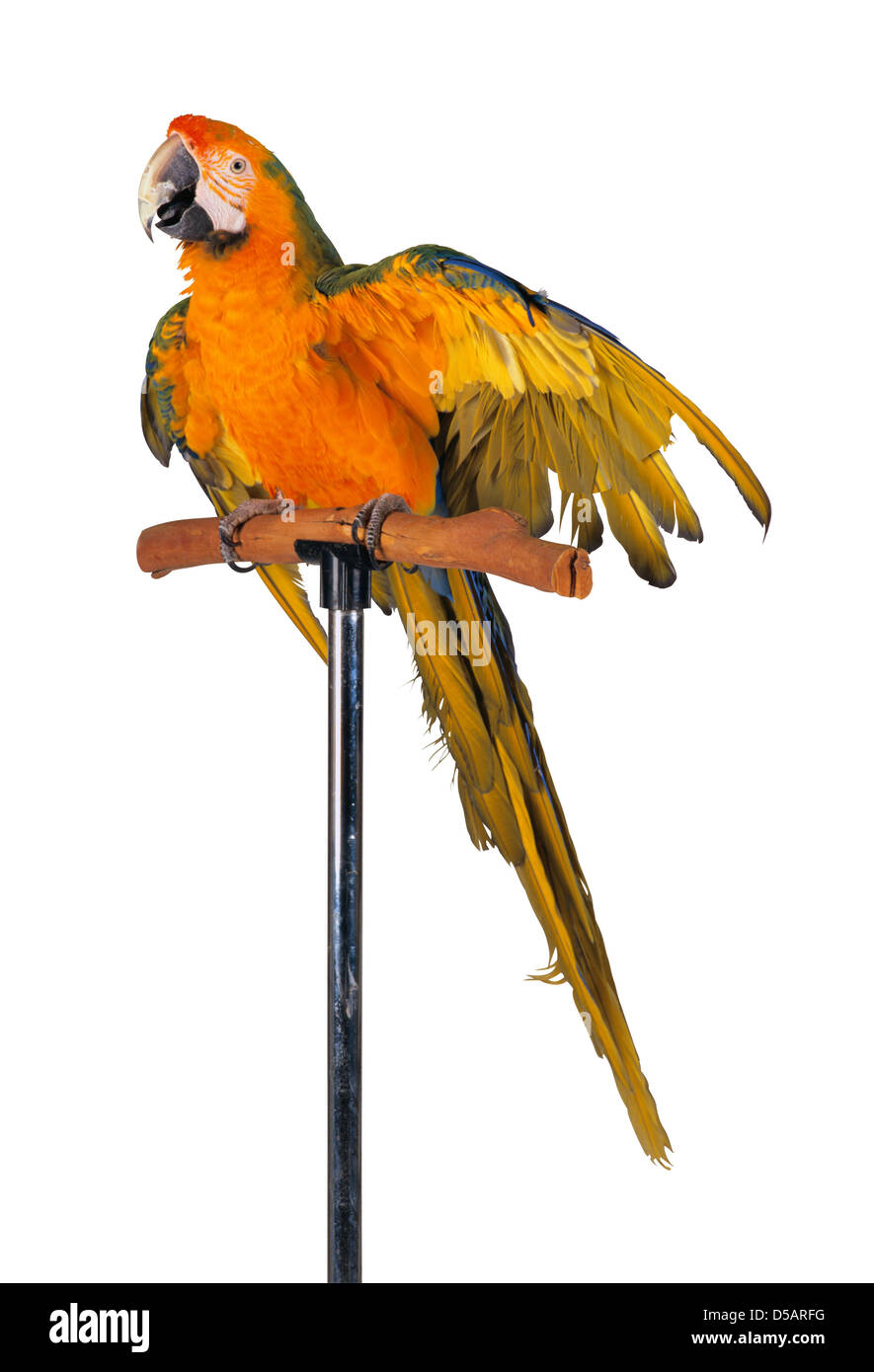 Bird of the parrot family hi-res stock photography and images - Alamy