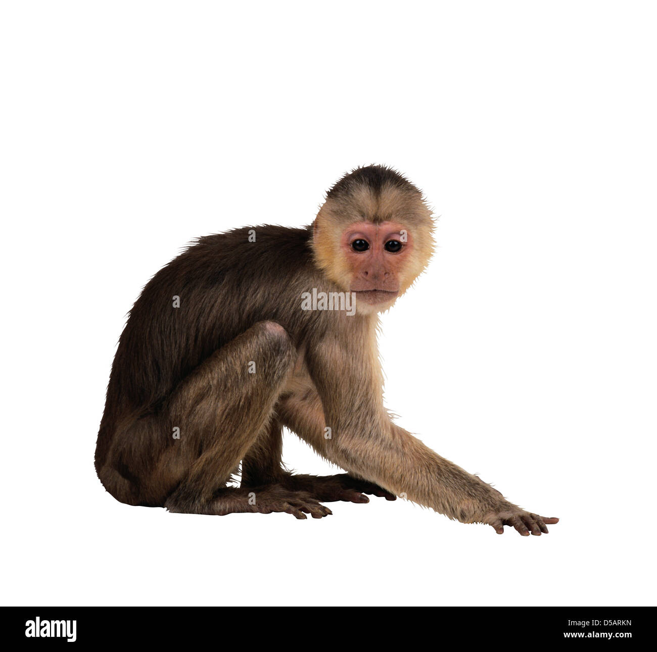 Monkey on the white background Stock Photo - Alamy