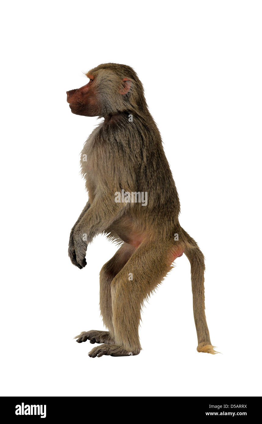 Monkey on the white background Stock Photo - Alamy