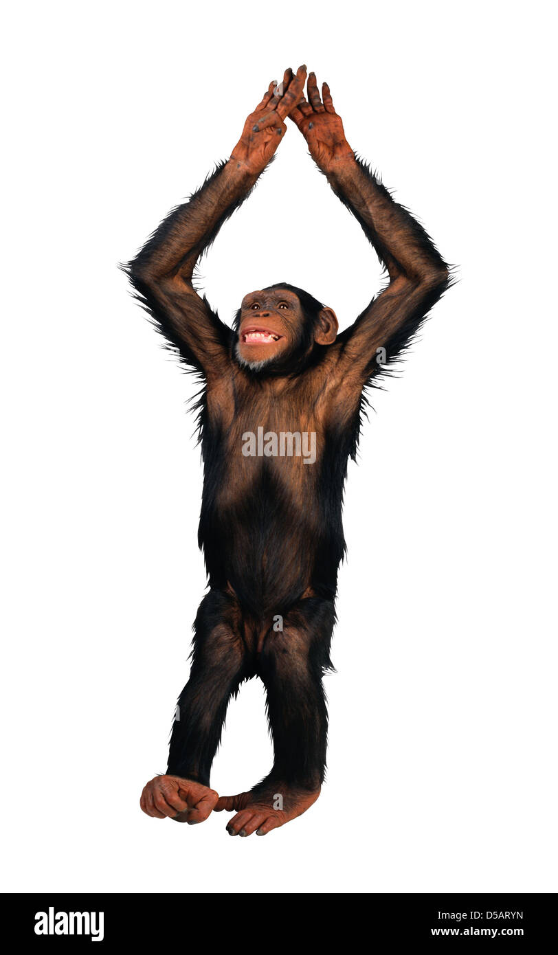 Monkey on the white background Stock Photo - Alamy