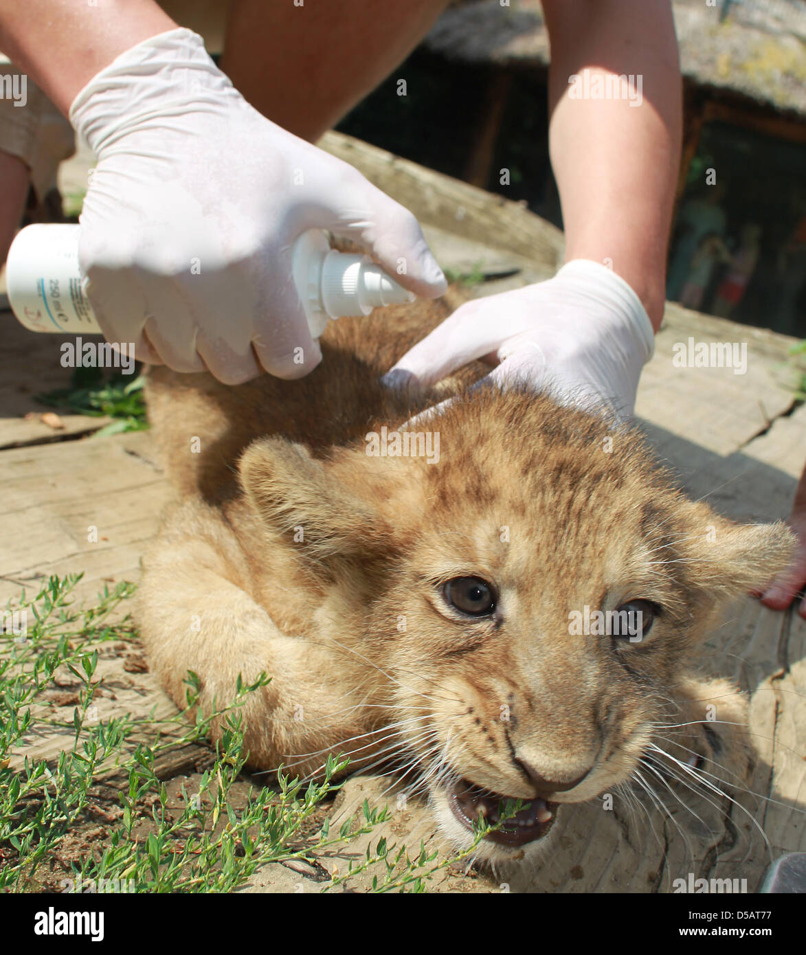 An Asiatic Lion cub is treated by the veterinarian at the zoo in ...