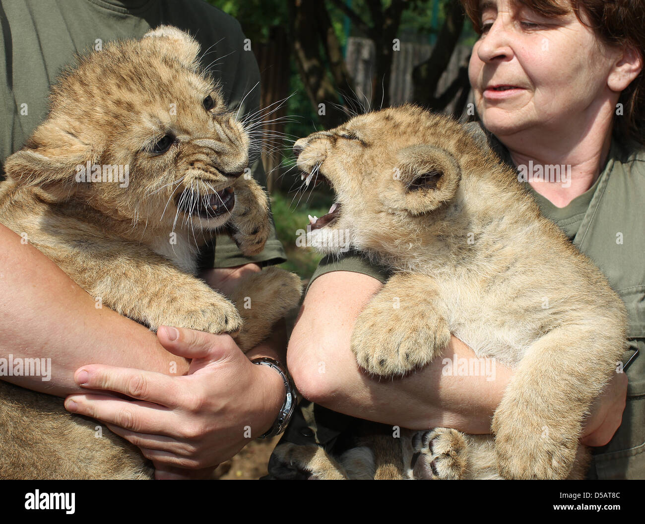 Asiatic Lion cubs are treated by the veterinarian at the zoo in ...