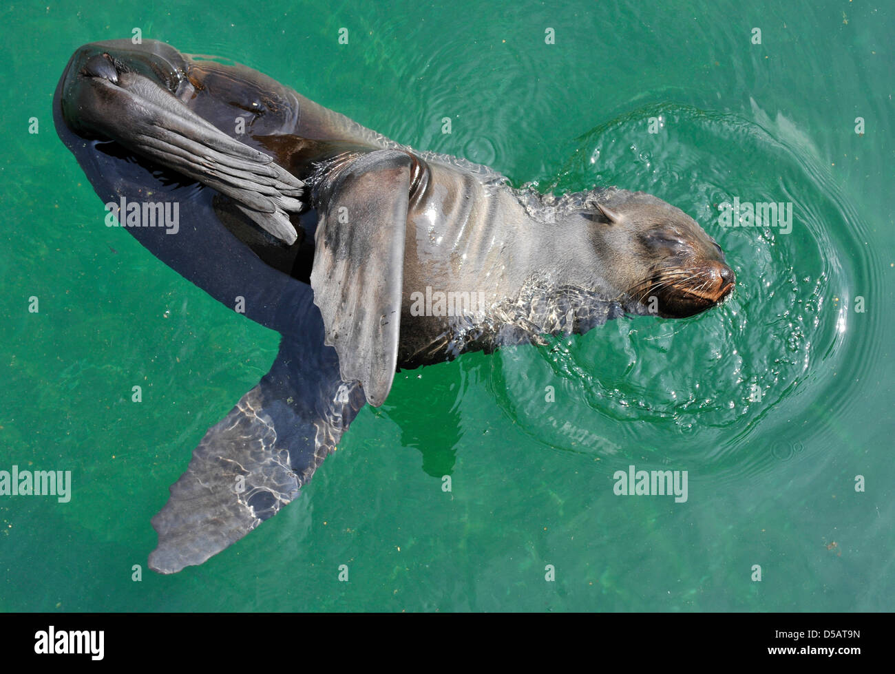 Sea bears in the water at the zoo of Frankfurt Main, Germany, 13 July ...