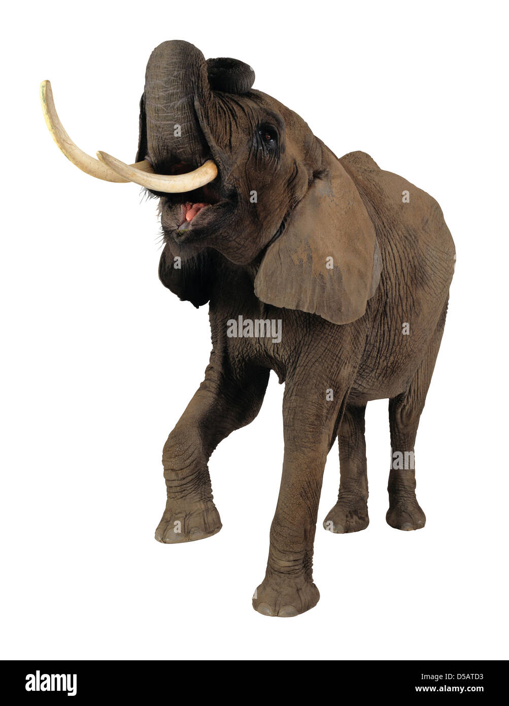 Elephant isolated on white Stock Photo - Alamy