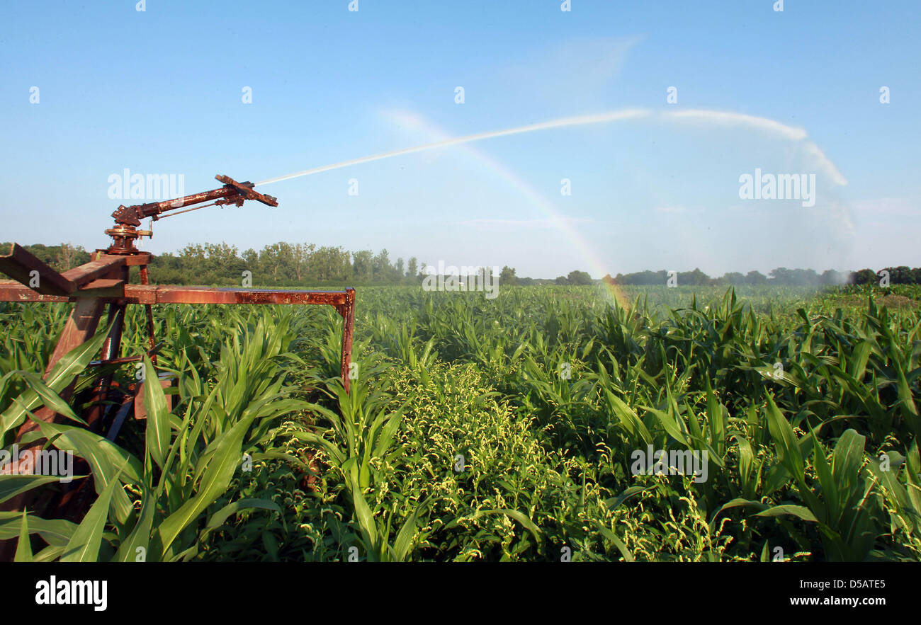 A corn field is watered in Magdeburg, Germany, 13 July 2010. Corn and ...