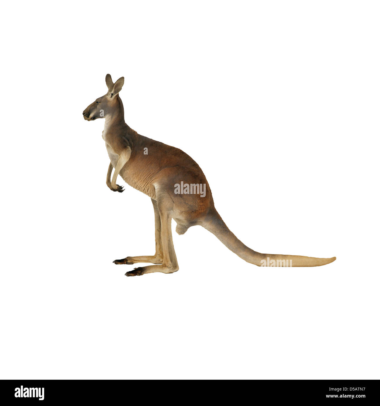 Kangaroo zoo side view Cut Out Stock Images & Pictures - Alamy