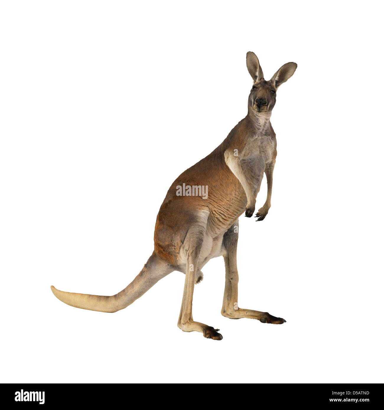 Kangaroo zoo side view Cut Out Stock Images & Pictures - Alamy