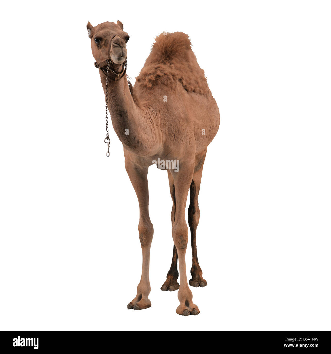 Camel Cut Out Stock Images & Pictures - Alamy