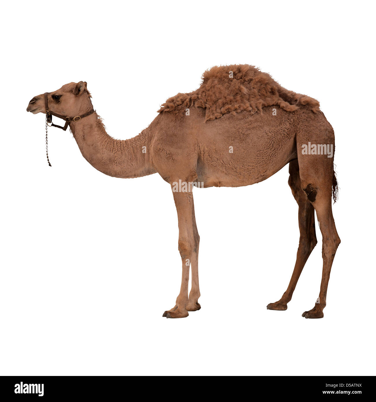 Camel Cut Out Stock Images & Pictures - Alamy