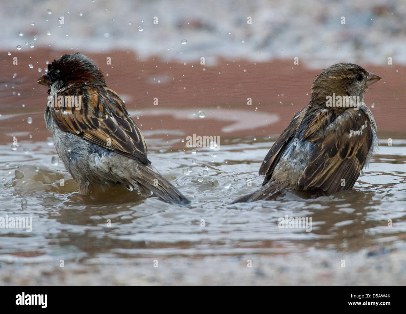 Two sparrows take a bath in Briesen, Germany, 17 July 2010. Photo ...