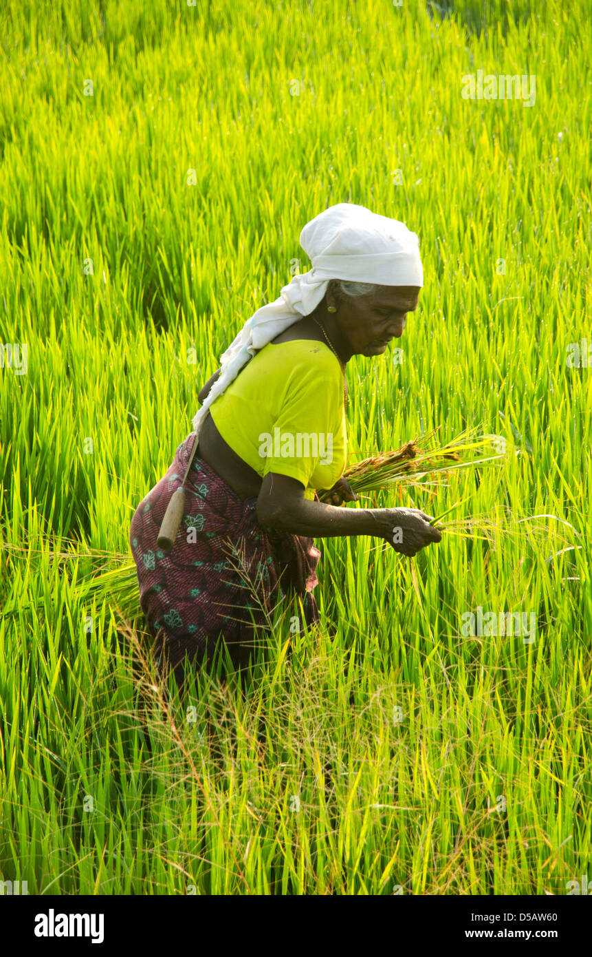 Rice Field Harvest Kerala