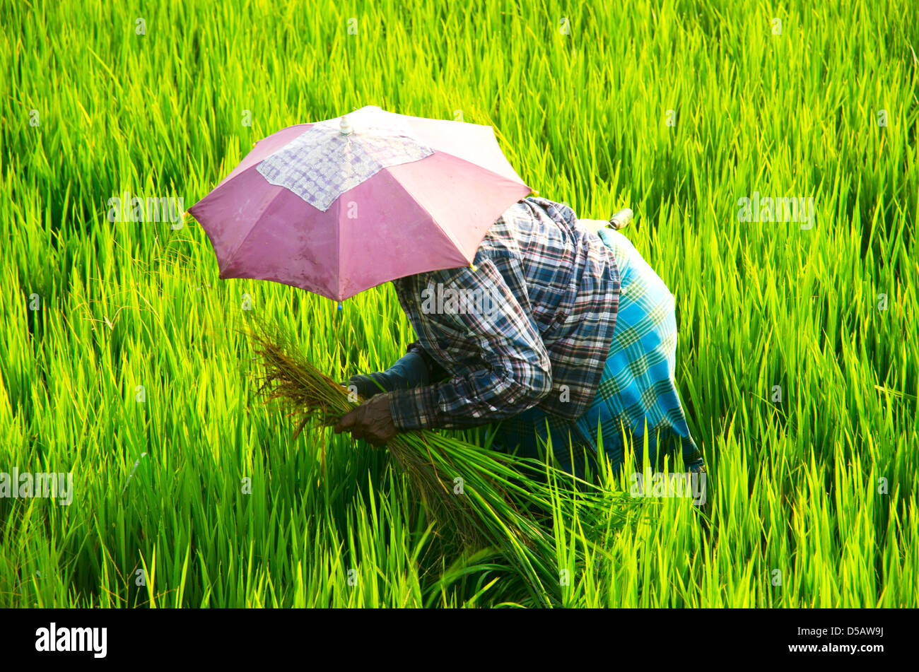 Rice picking india hi-res stock photography and images - Alamy