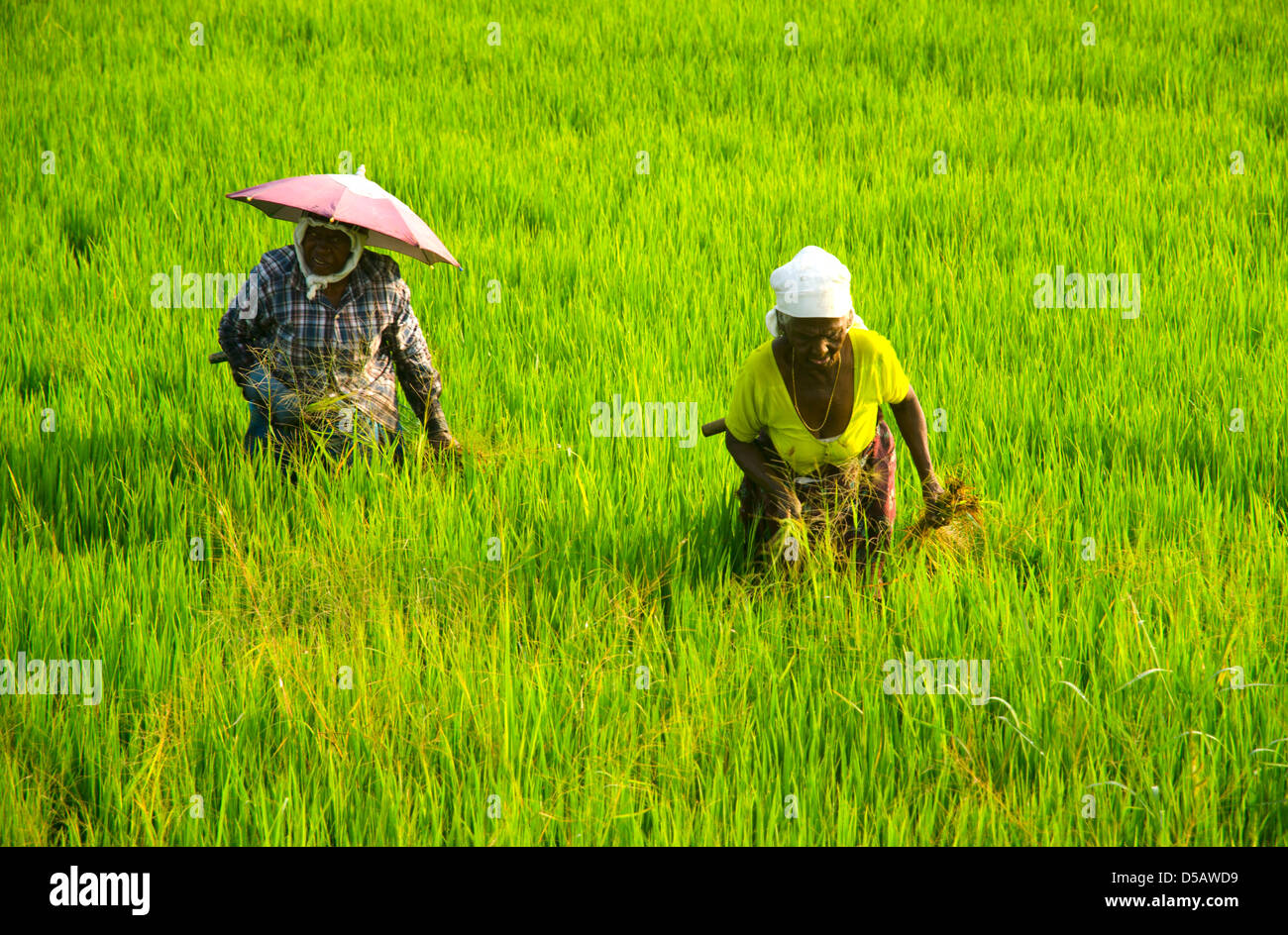 Rice Field Harvest Kerala