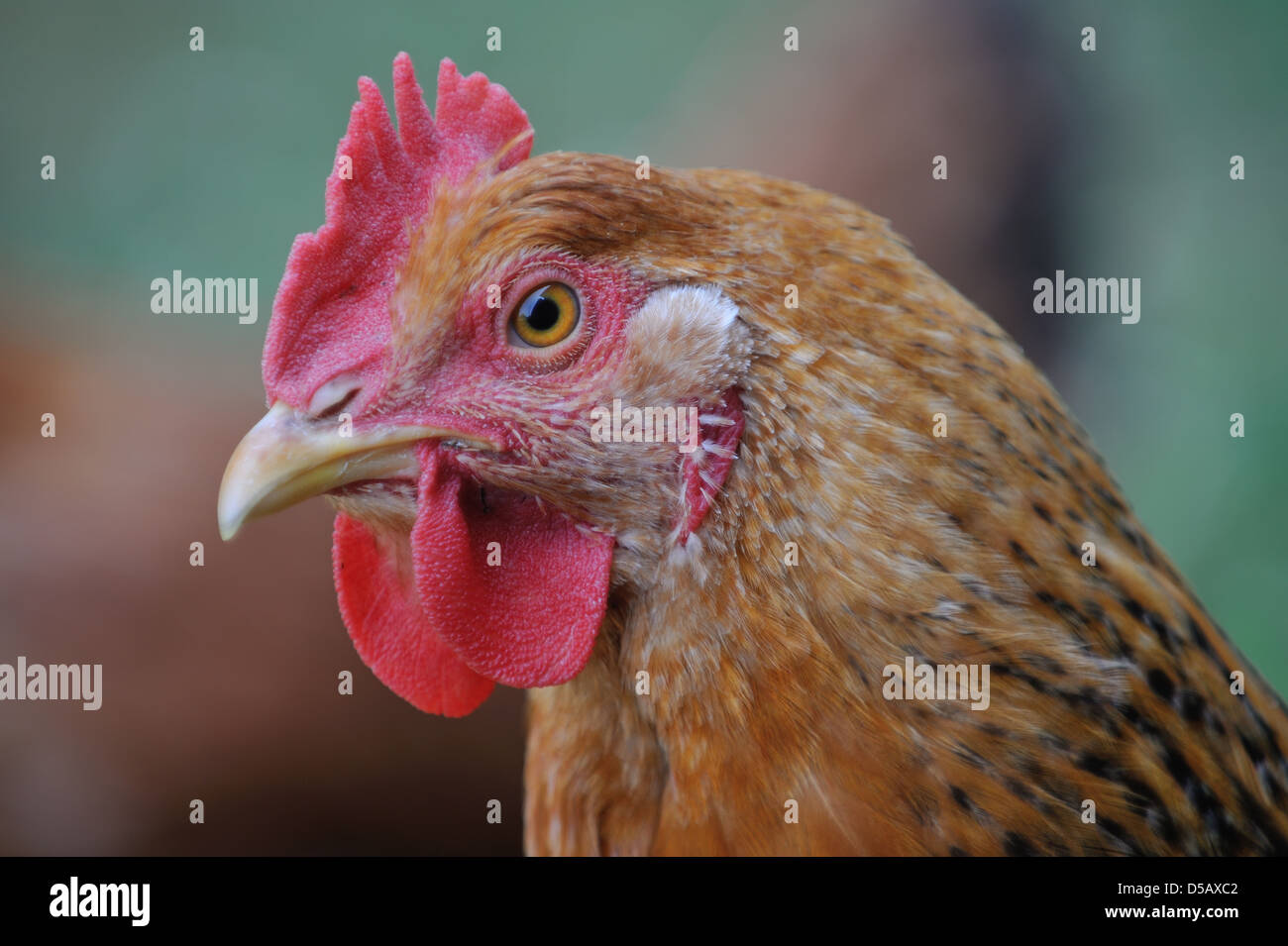 hen only the head outside Stock Photo - Alamy