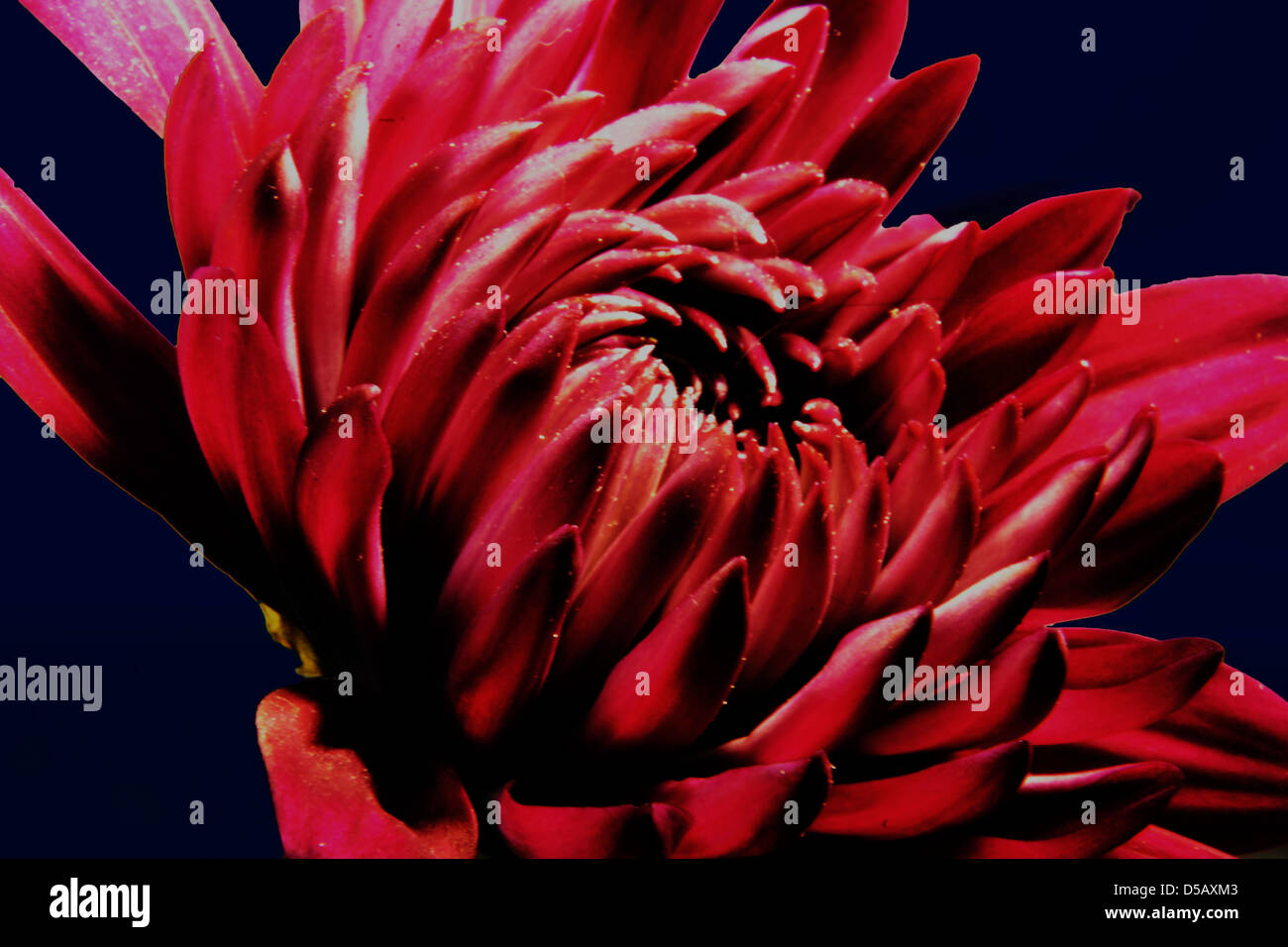 SINGLE RED FLOWER CLOSE UP Stock Photo - Alamy