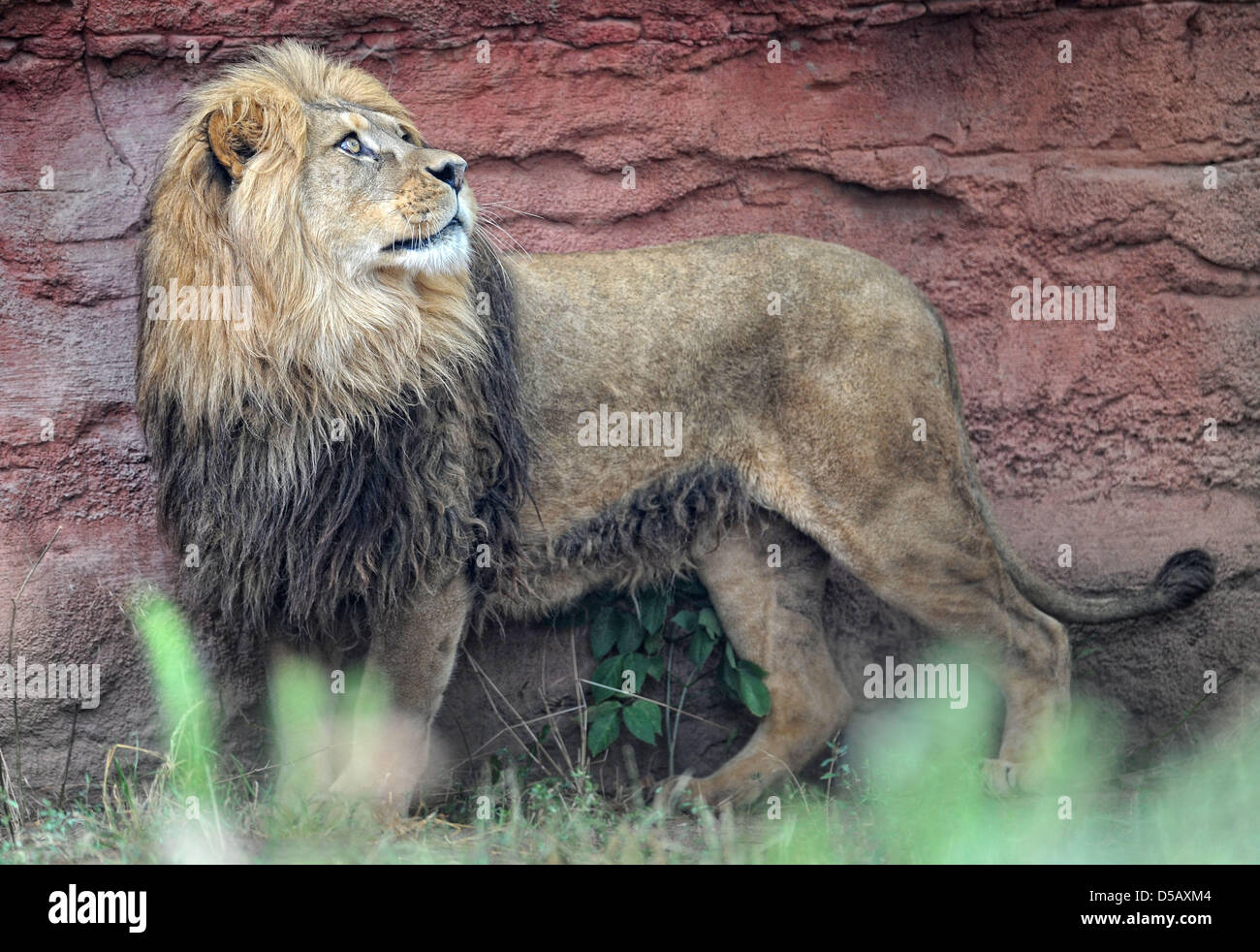 Supposed compound nature hi-res stock photography and images - Alamy