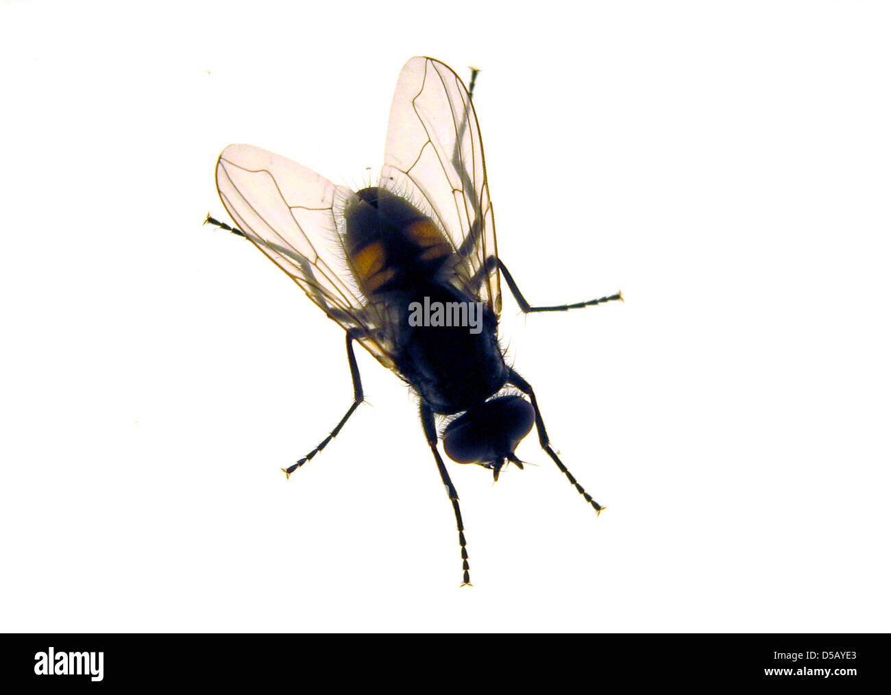 Fighting insects hi-res stock photography and images - Alamy