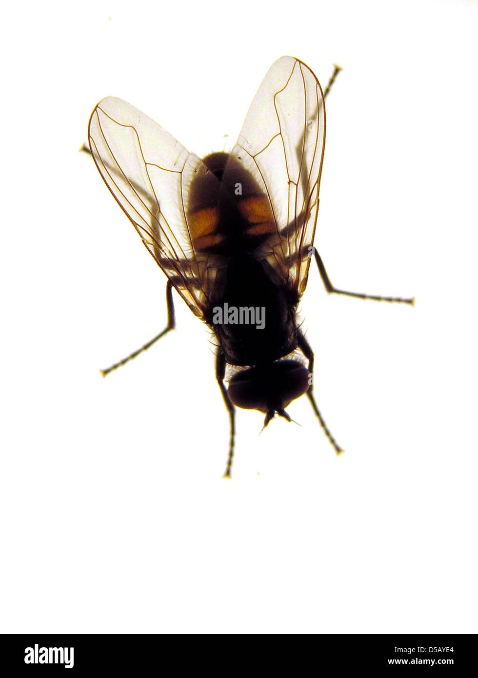 Insects of germany Cut Out Stock Images & Pictures - Alamy