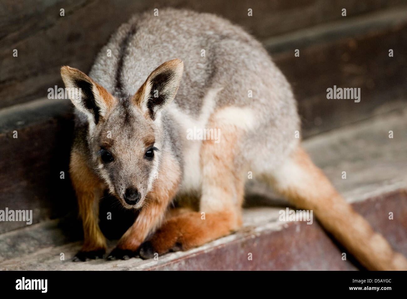 A Yellow-footed Rock-wallaby (lat.: Petrogale xanthopus) frolicks ...