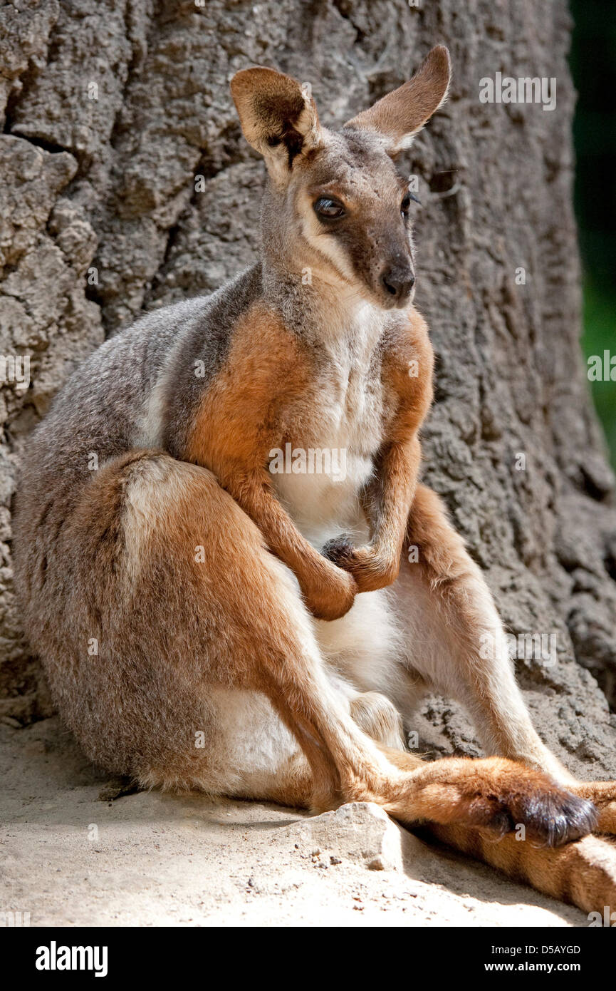 A Yellow-footed Rock-wallaby (lat.: Petrogale xanthopus) frolicks ...