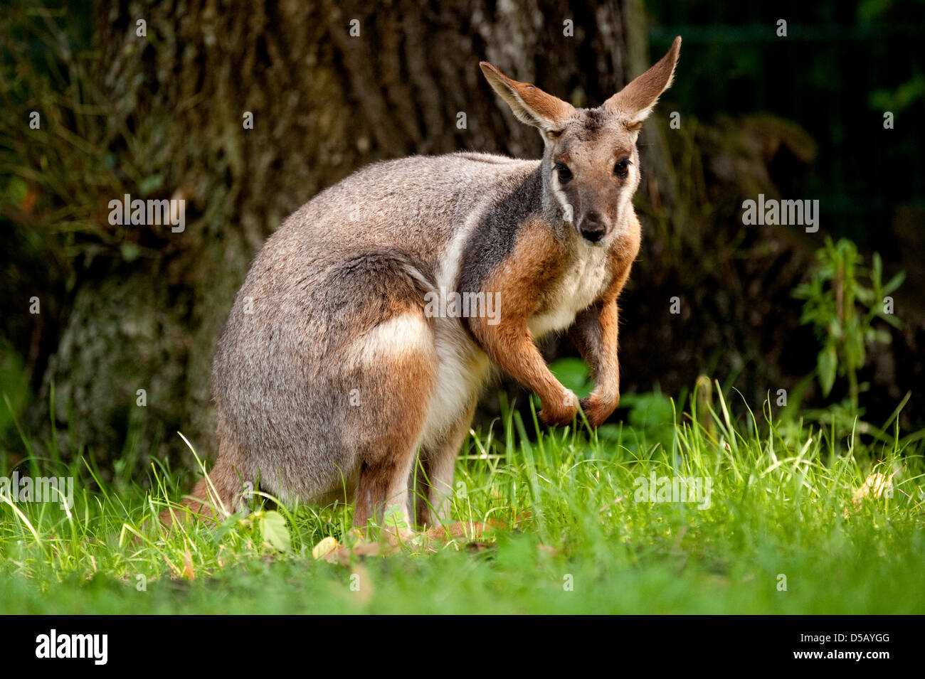 A Yellow-footed Rock-wallaby (lat.: Petrogale xanthopus) frolicks ...